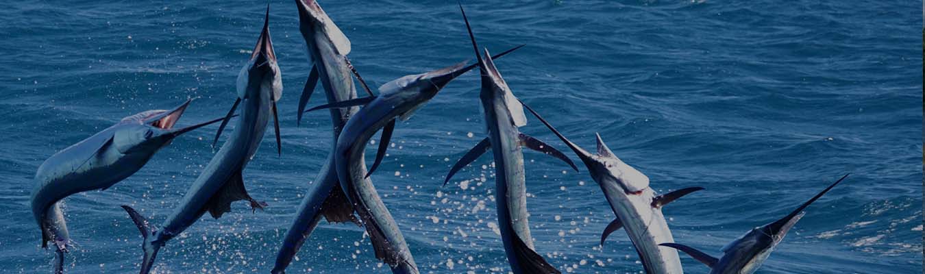 How to Catch Kingfish - Kingfish Charters in Miami, Florida